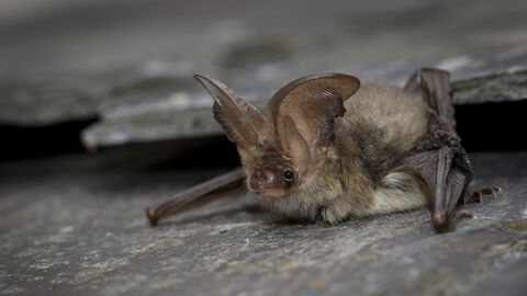 Brown long-eared bat | The Wildlife Trusts